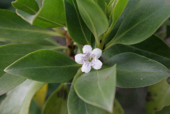 Mousehole tree | Project Noah