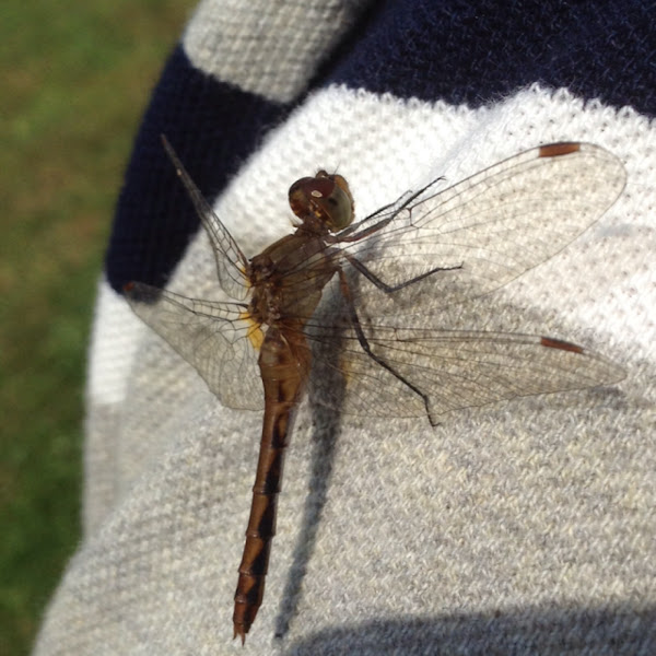 Dragonfly | Project Noah