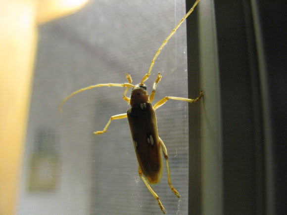 Ivory-Marked Beetle | Project Noah