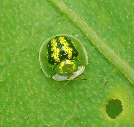 Green Tortoise Beetle | Project Noah