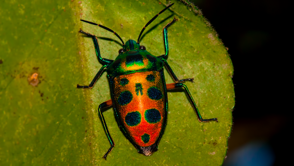 Jewel Bug | Project Noah