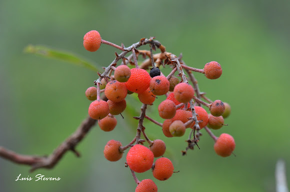 Madroño fruit | Project Noah