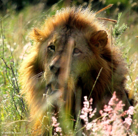 Lion, hiding in grass | Project Noah