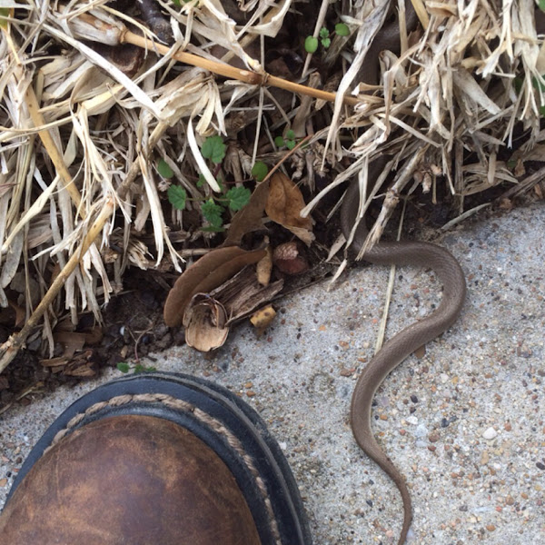 Rough Earth Snake | Project Noah