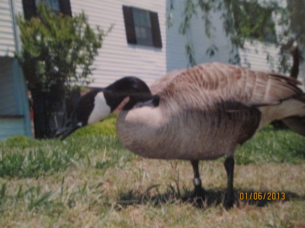 Canada Goose | Project Noah