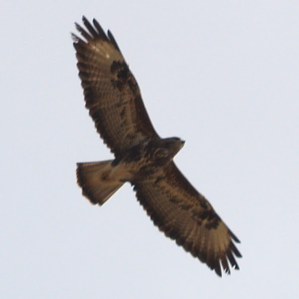 Buzzard | Project Noah