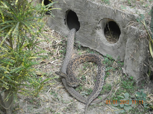 chandra bora | Project Noah