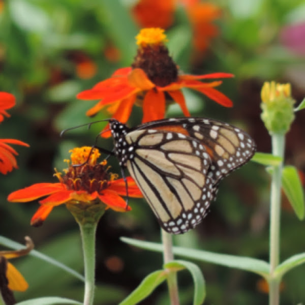 Monarch | Project Noah