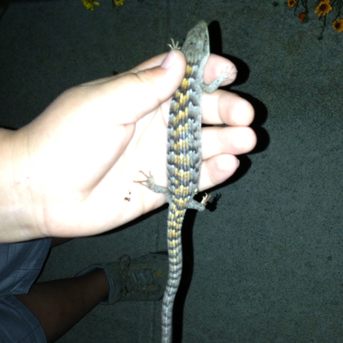 Alligator lizard | Project Noah