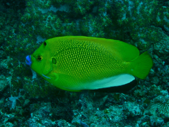 Flagfin Angelfish | Project Noah