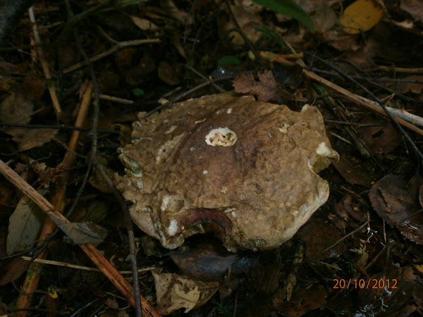 Bolete sp. | Project Noah