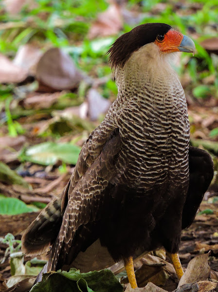 Caracará(Southern Caracara) | Project Noah