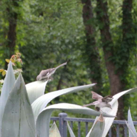 Northern Mockingbird | Project Noah