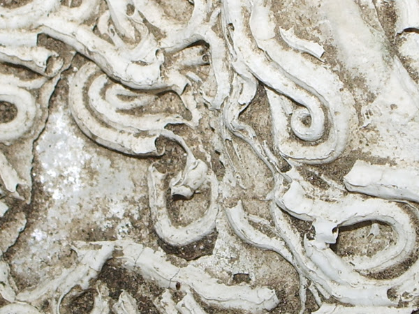 Fossilized worm tubs | Project Noah