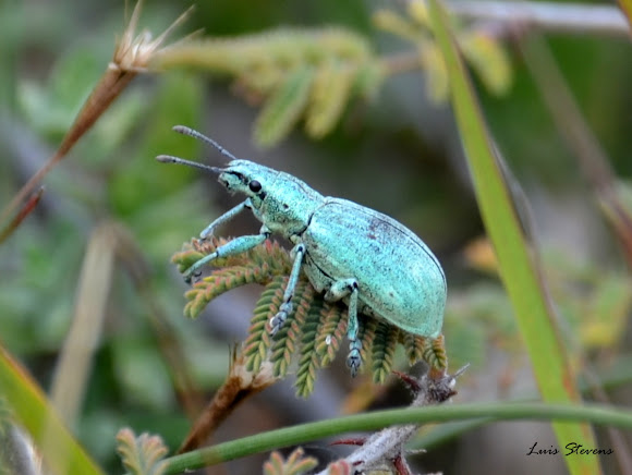 Broad-nosed Weevil | Project Noah