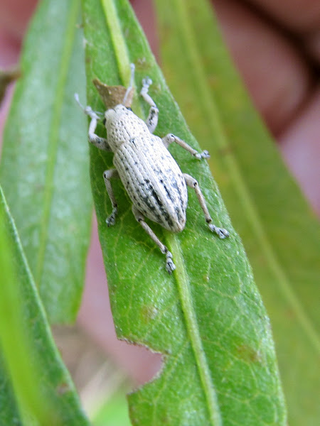 Little Leaf Notcher | Project Noah