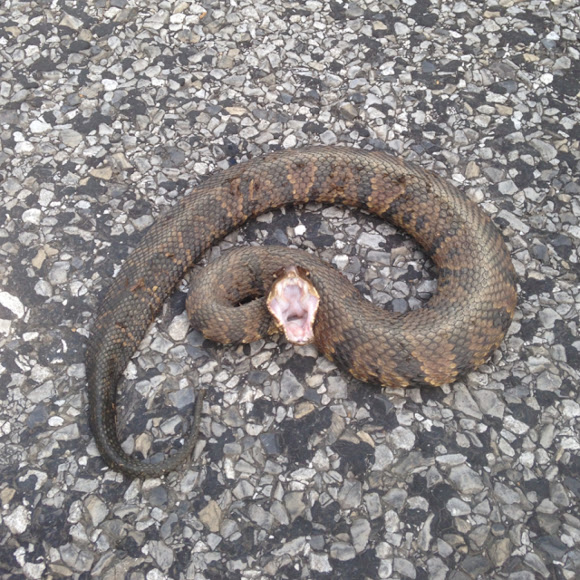 Western cottonmouth | Project Noah