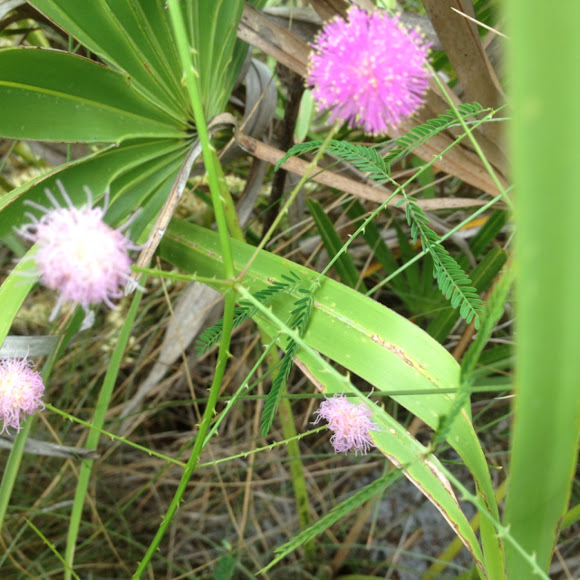 Smooth leaf sensitive-brier | Project Noah