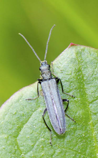 False Blister Beetle | Project Noah