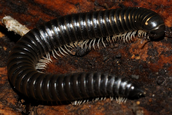Millipede, milpiés | Project Noah