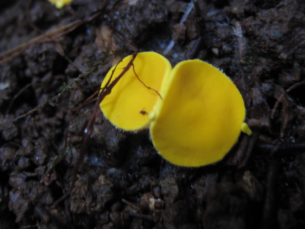 Phillipsia Hongo | Project Noah