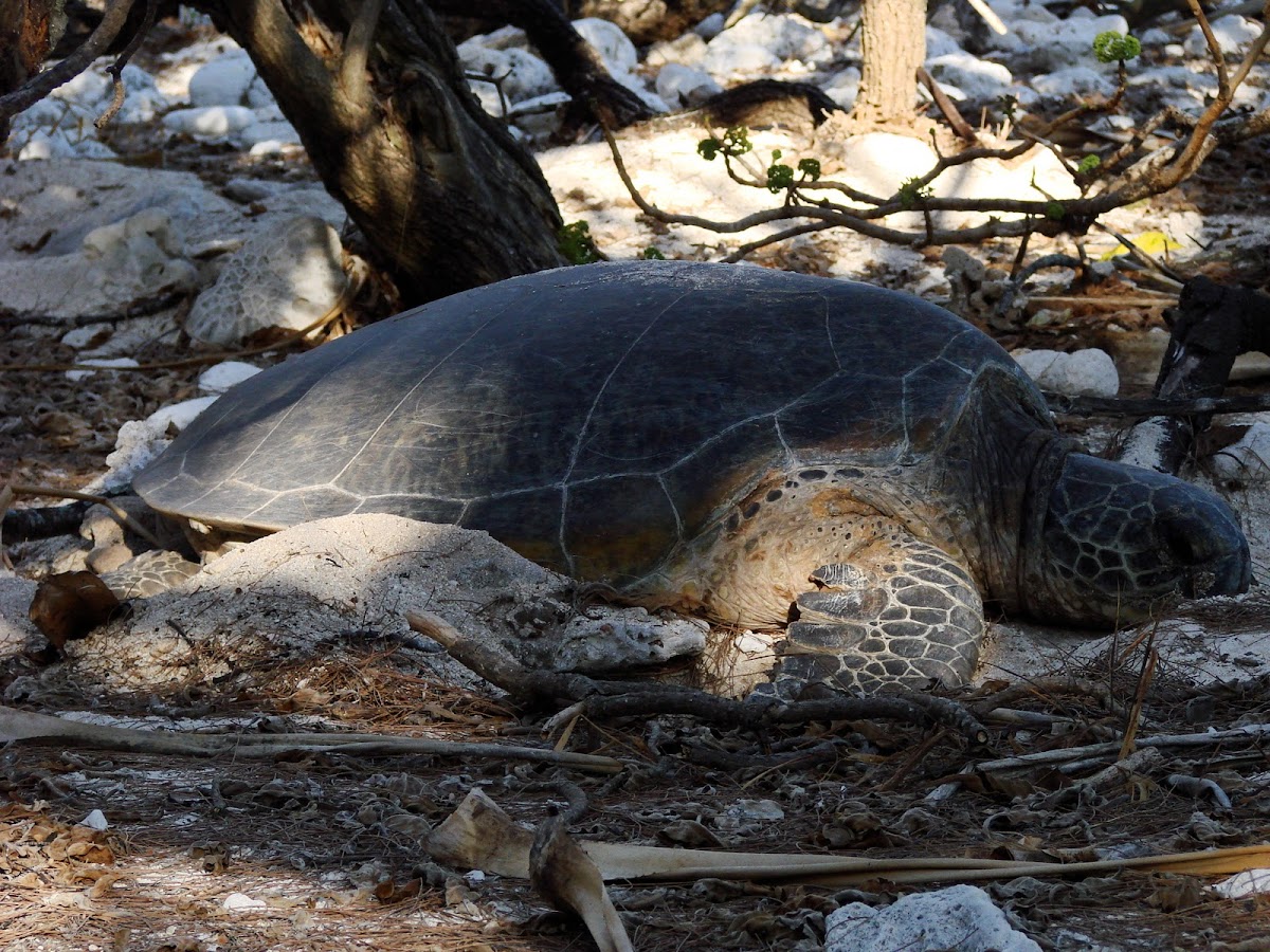 Loggerhead turtle | Project Noah