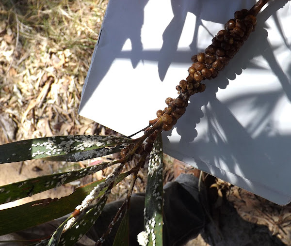 Wattle Tick Scale Insect | Project Noah