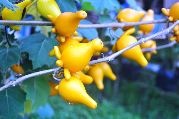 Mickey Mouse Fruit | Project Noah