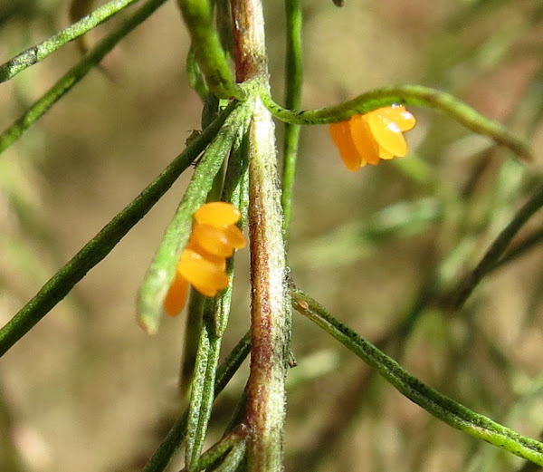 Lady beetle eggs | Project Noah