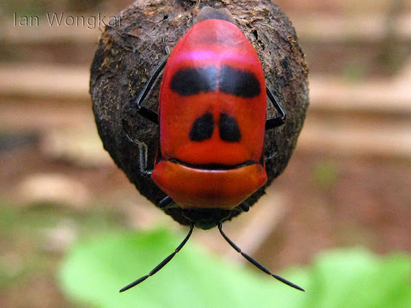 Red Jewel Beetle | Project Noah