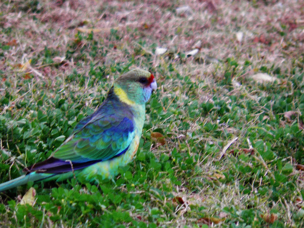 Buln Buln (Mallee ringneck) | Project Noah