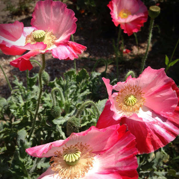 Red Corn Poppy | Project Noah