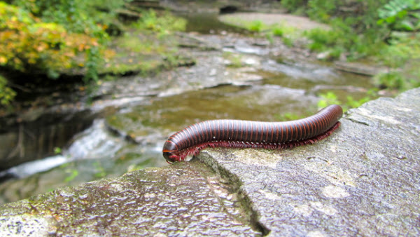 North American Millipede | Project Noah