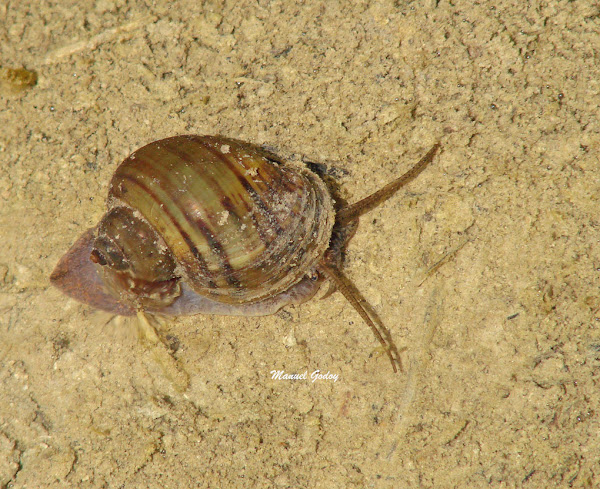 Caracol de rio | Project Noah