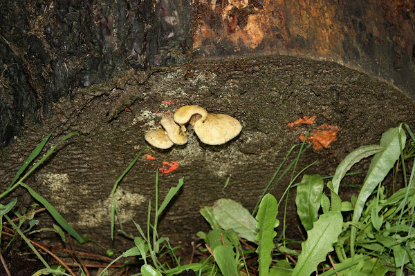 Paxillus panuoides | Project Noah