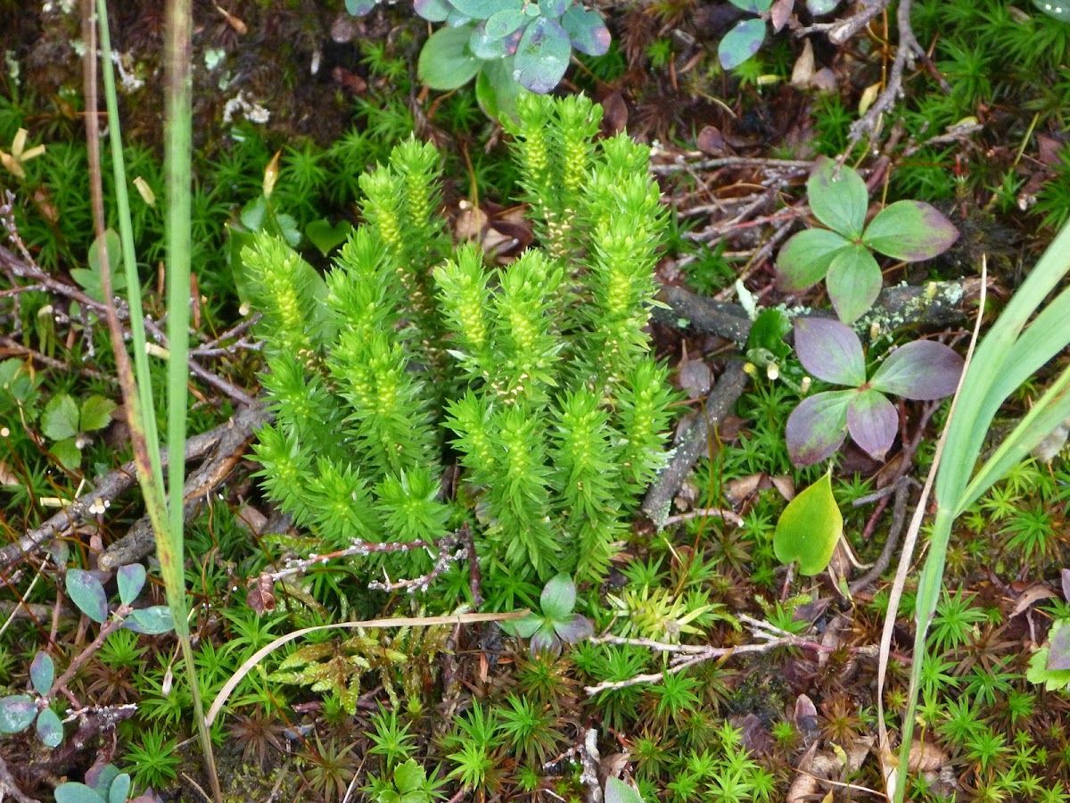 Lycopod | Project Noah