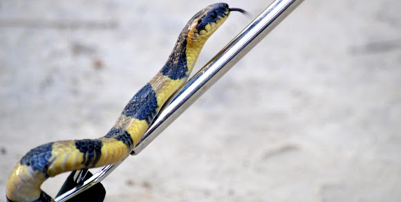 Banded krait | Project Noah