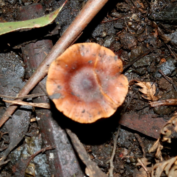 ? Webcap mushroom | Project Noah