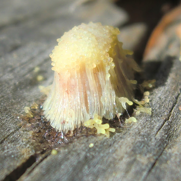 Stemonitis fusca? | Project Noah