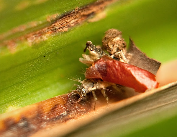 Green Lacewing larvae | Project Noah