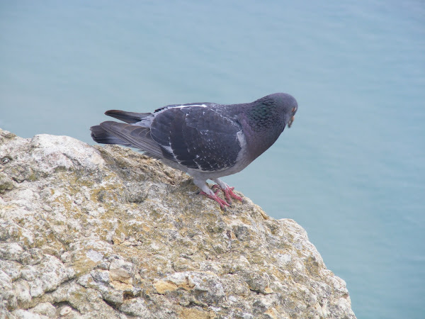 Pombo | Project Noah