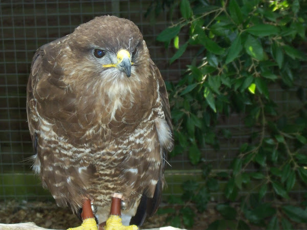 Common Buzzard | Project Noah