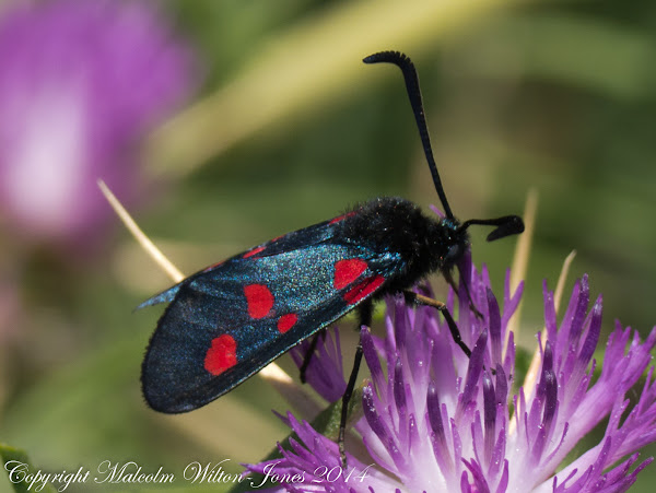 5-spot Burnet | Project Noah