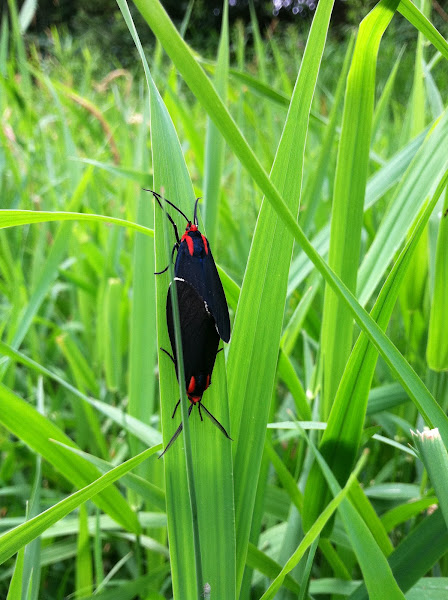Ctenucha Wasp Moth | Project Noah