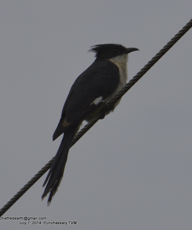 Jacobin Cuckoo, Pied Cuckoo, or Pied Crested Cuckoo | Project Noah