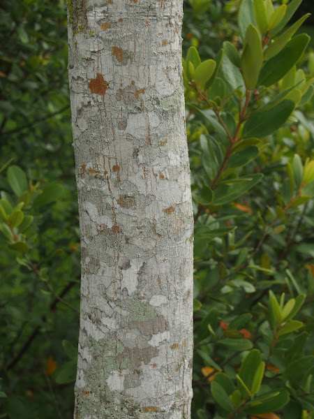 Powderpuff tree / Putat kampung | Project Noah