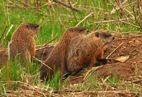 Groundhog | Project Noah