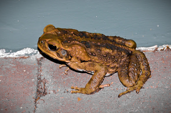 Cane Toad | Project Noah