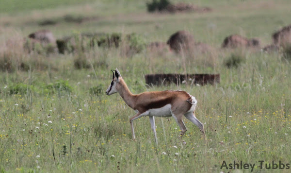 Springbok | Project Noah