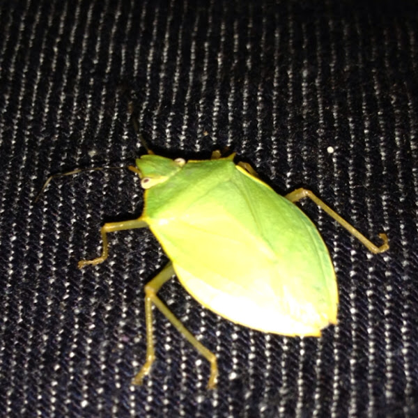 Chinche Verde | Project Noah